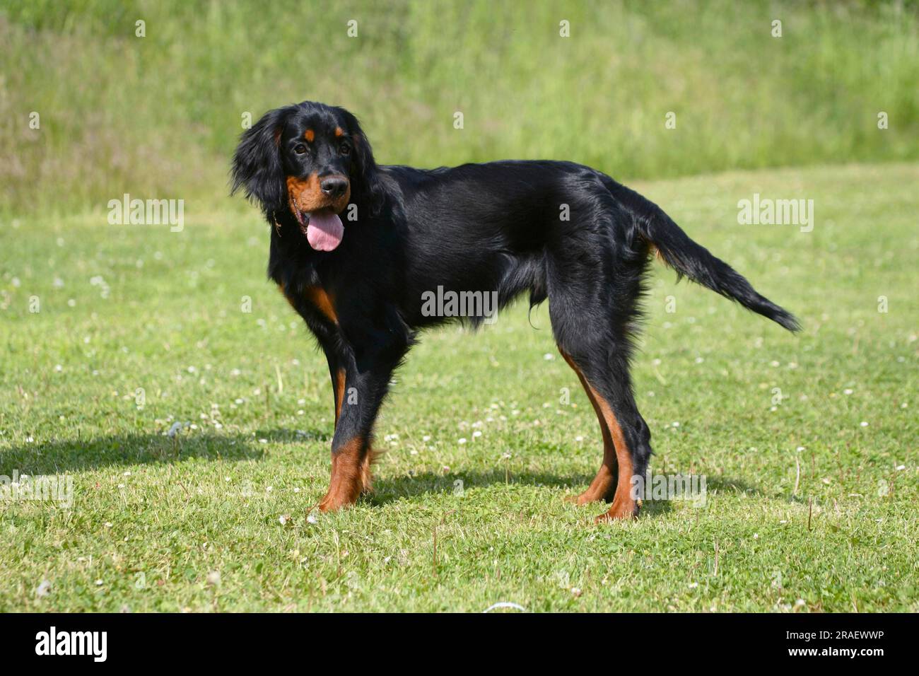 Gordon Setter, 6 months, male, lateral Stock Photo - Alamy