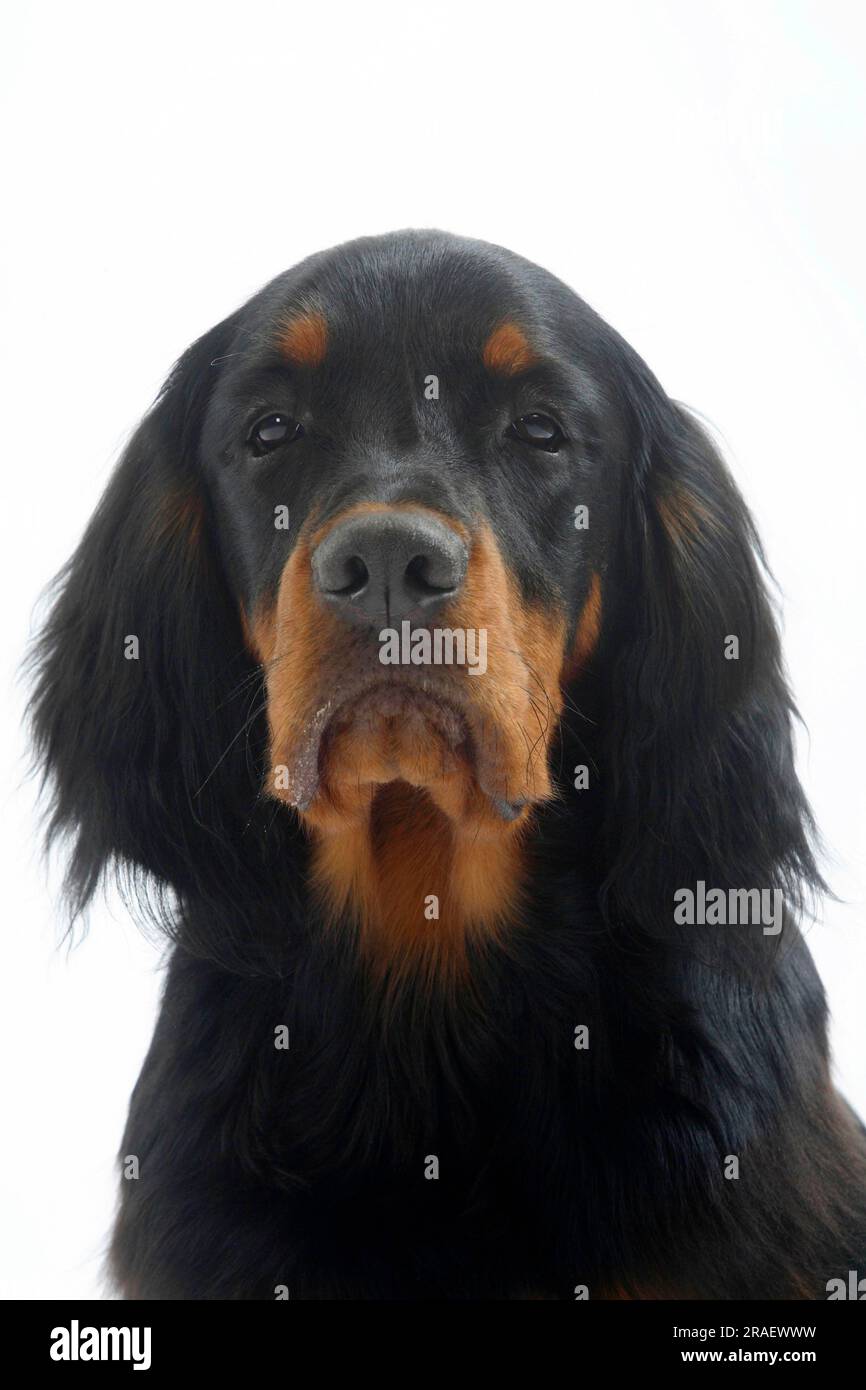 Gordon head hi-res stock photography and images - Alamy
