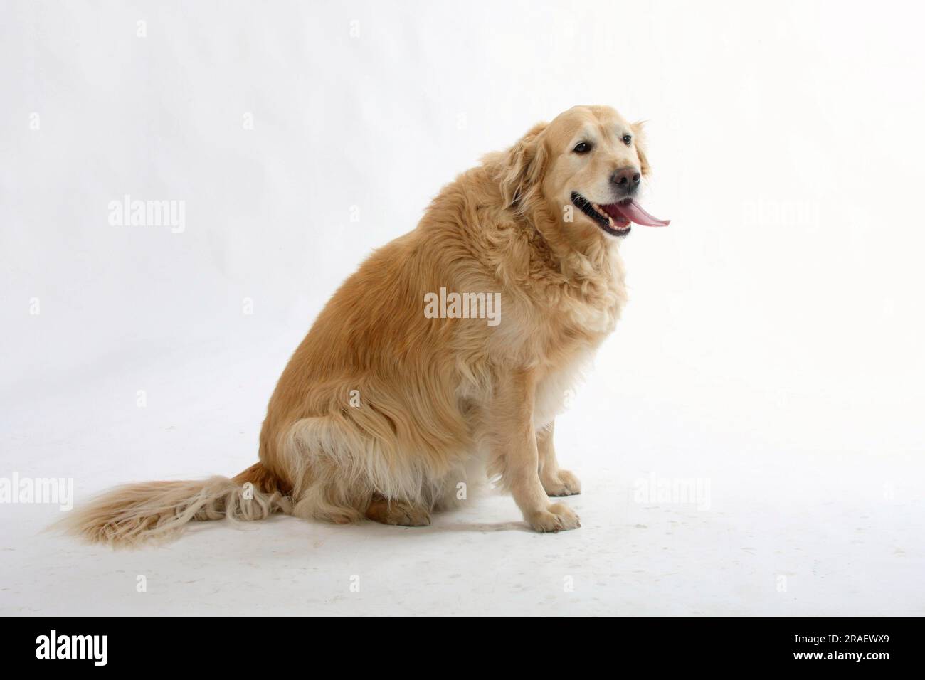Golden retriever overweight fat hi-res stock photography and images - Alamy
