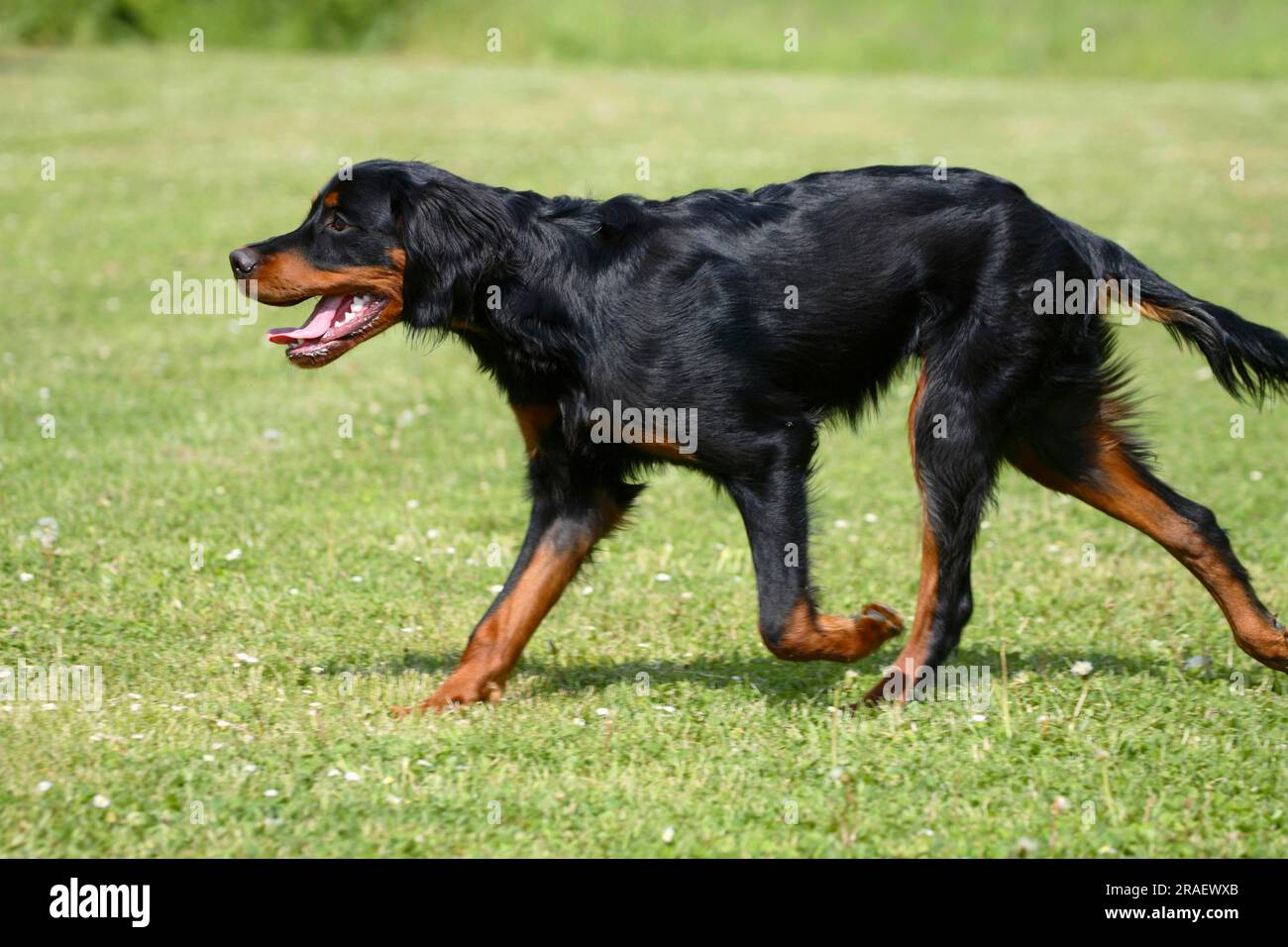 Gordon Setter, 6 months, lateral Stock Photo - Alamy