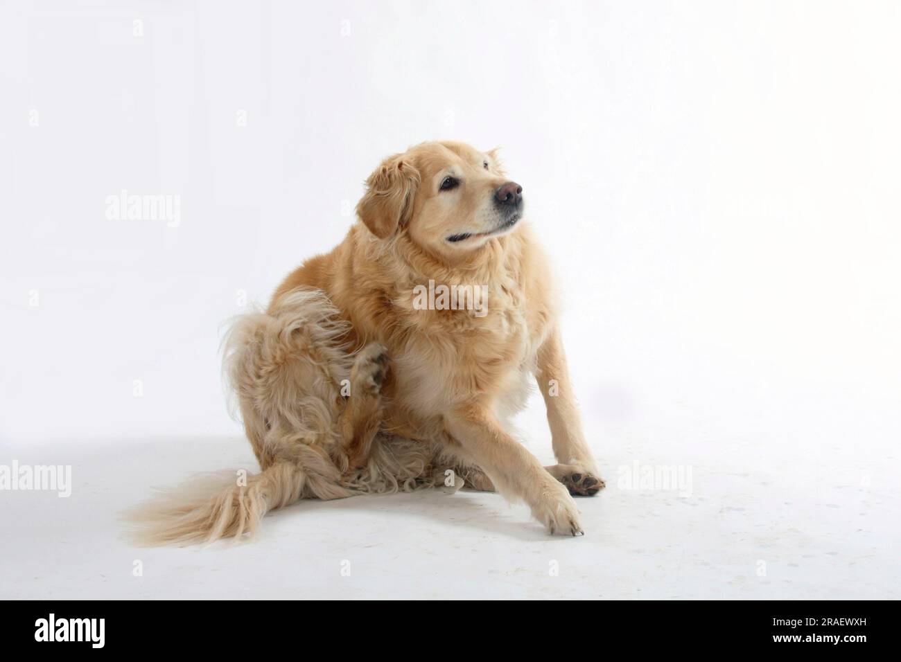 Golden retriever photography hi-res stock photography and images - Alamy