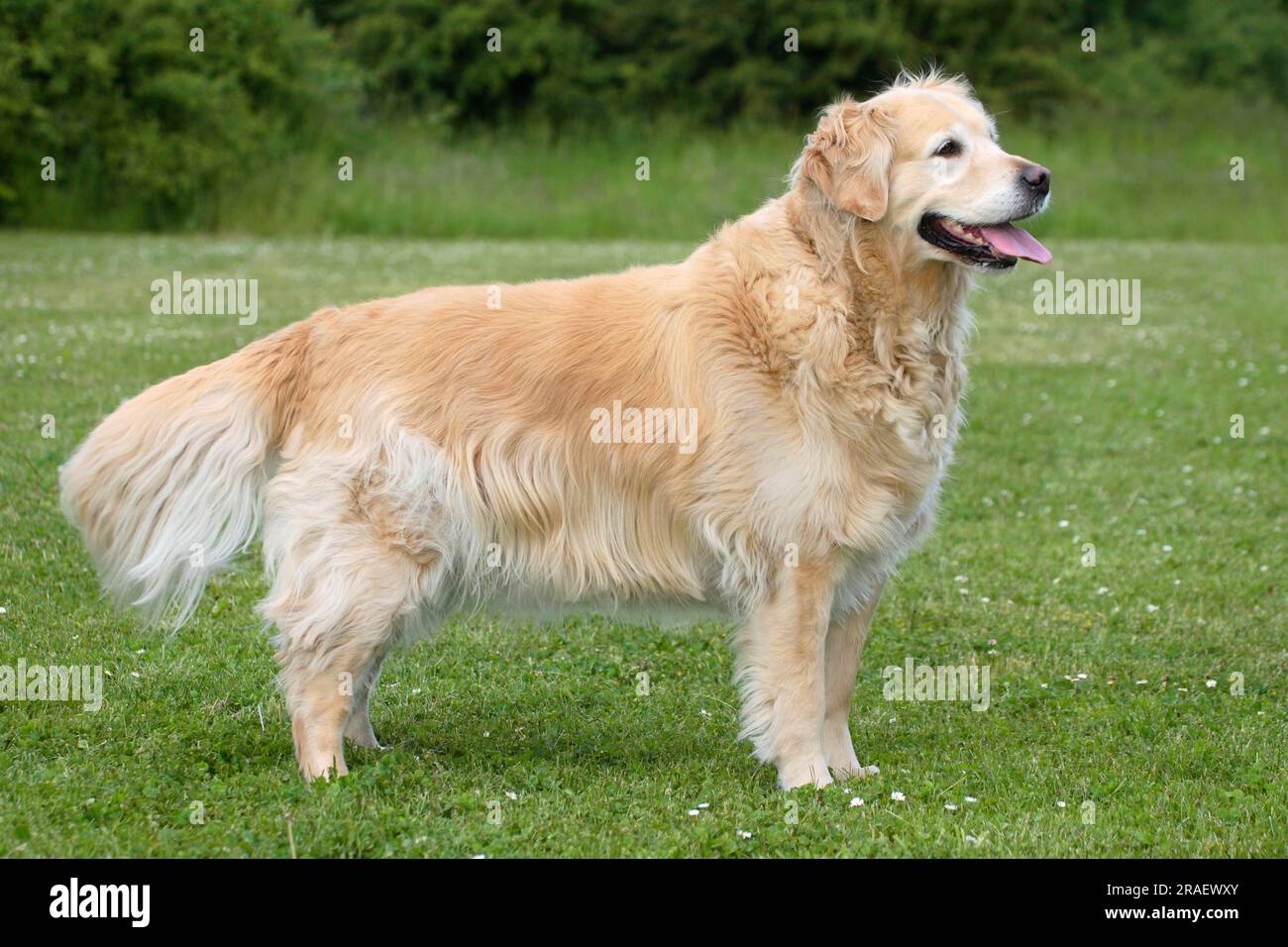 Golden retriever photography hi-res stock photography and images - Alamy