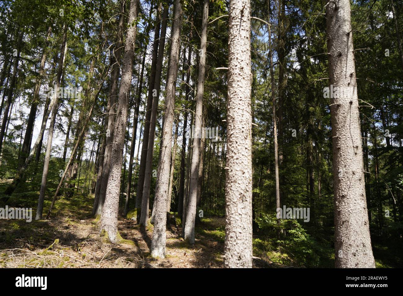 Forest dieback due to climate change, drought and storms and ...