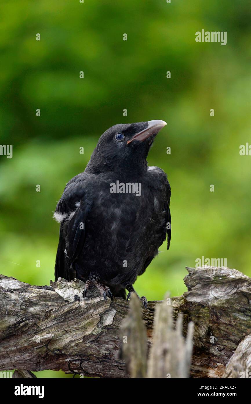 Carrion crow (Corvus corone corone), fledged Stock Photo - Alamy