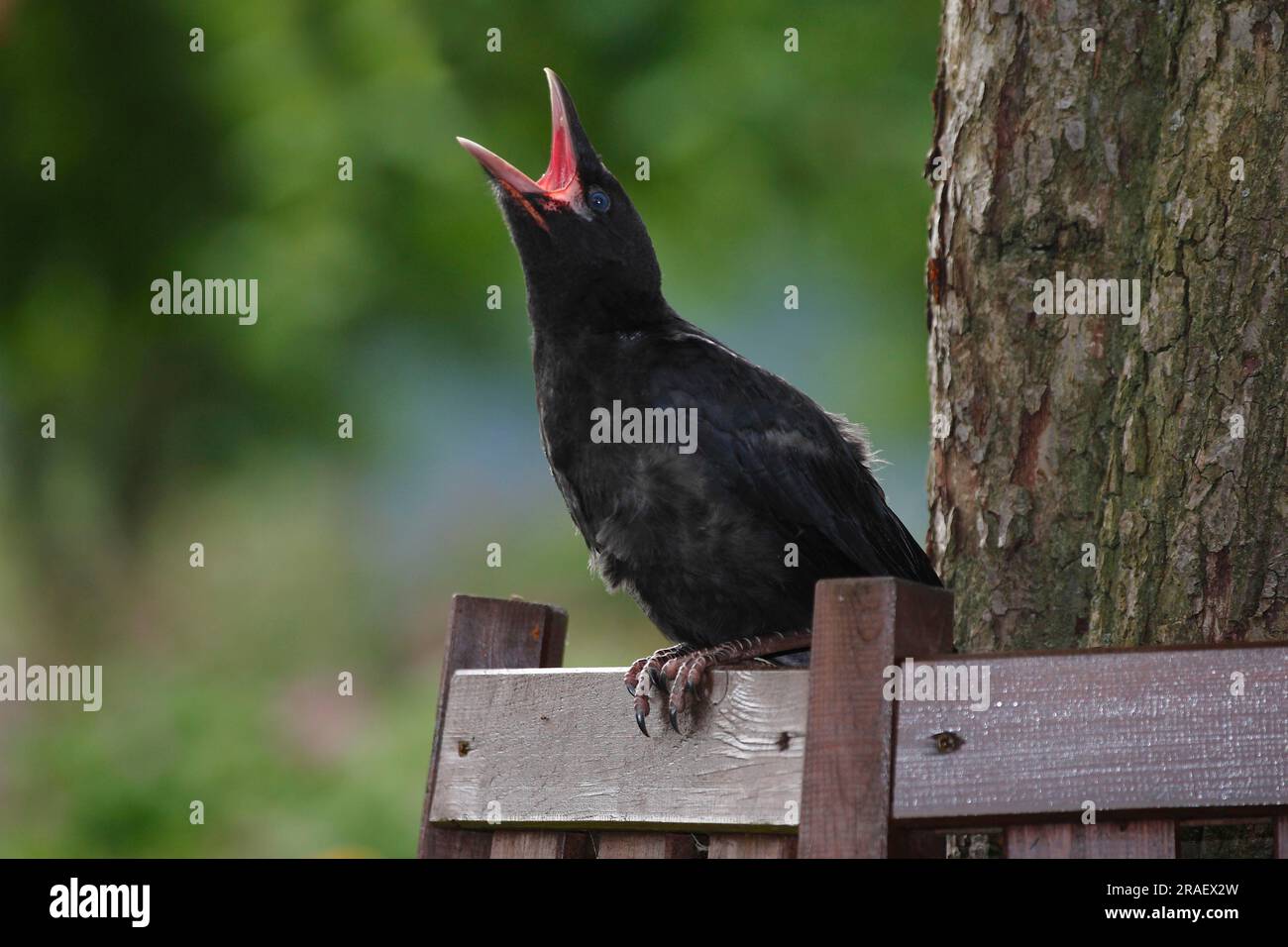 Carrion crow (Corvus corone corone), fledged Stock Photo - Alamy