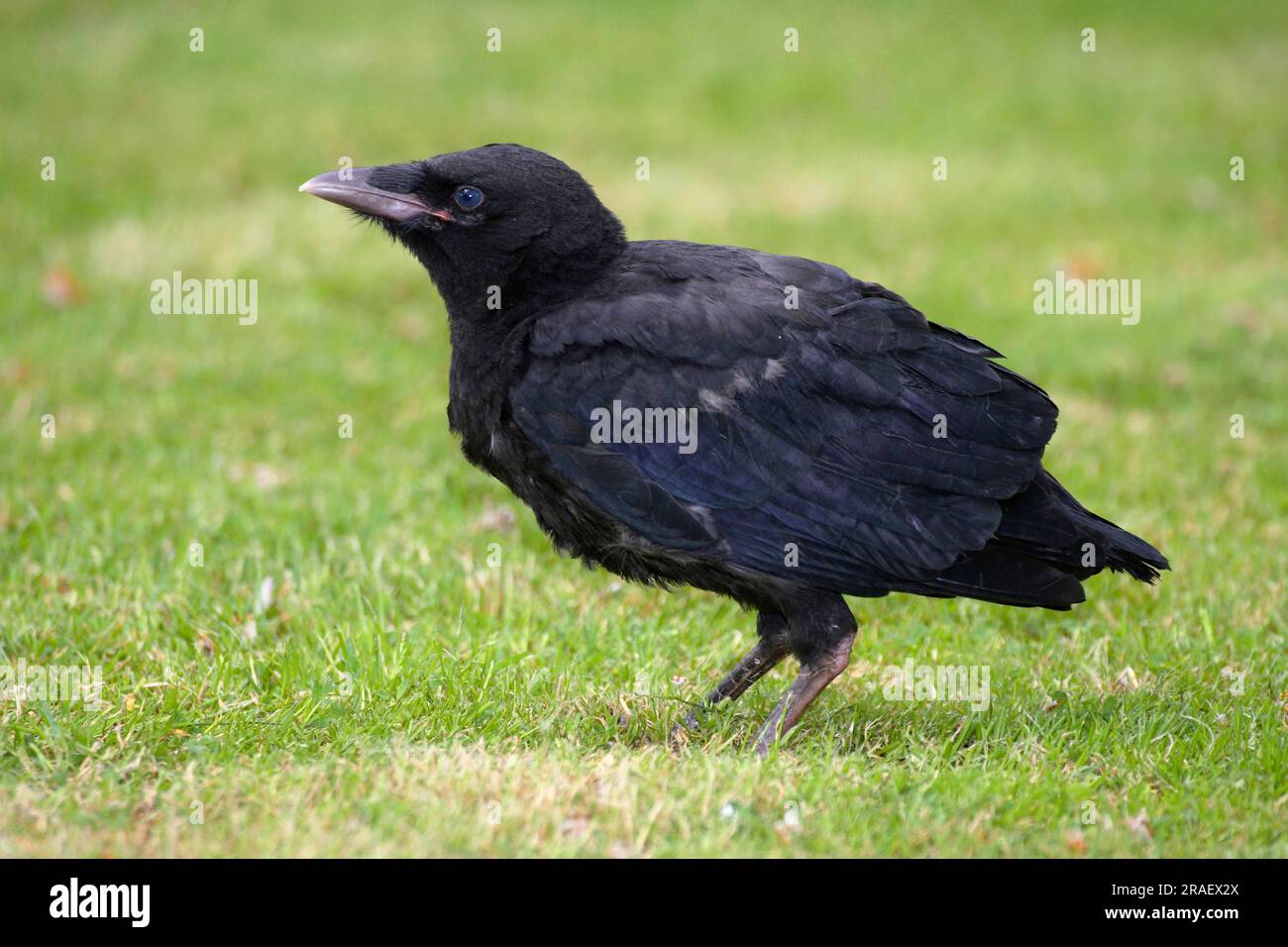 Carrion Crow (Corvus corone corone), fledgeling, side Stock Photo - Alamy