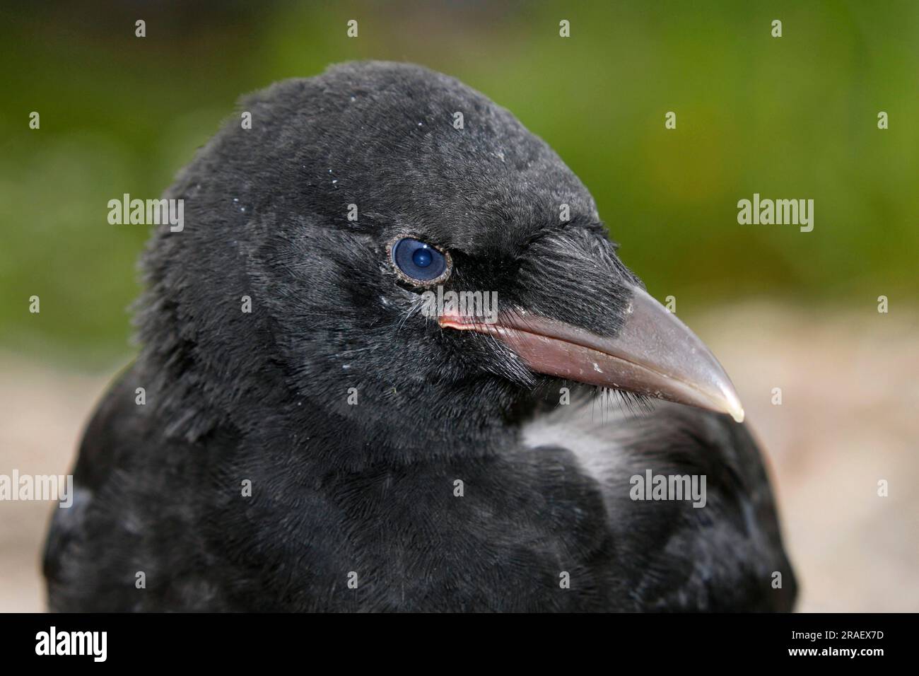 Carrion crow (Corvus corone corone), fledged Stock Photo - Alamy