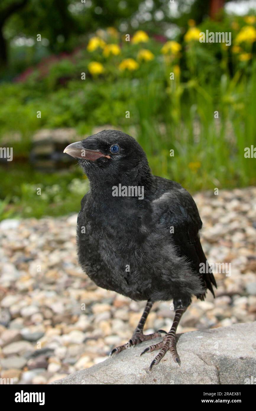 Carrion crow (Corvus corone corone), fledged Stock Photo - Alamy