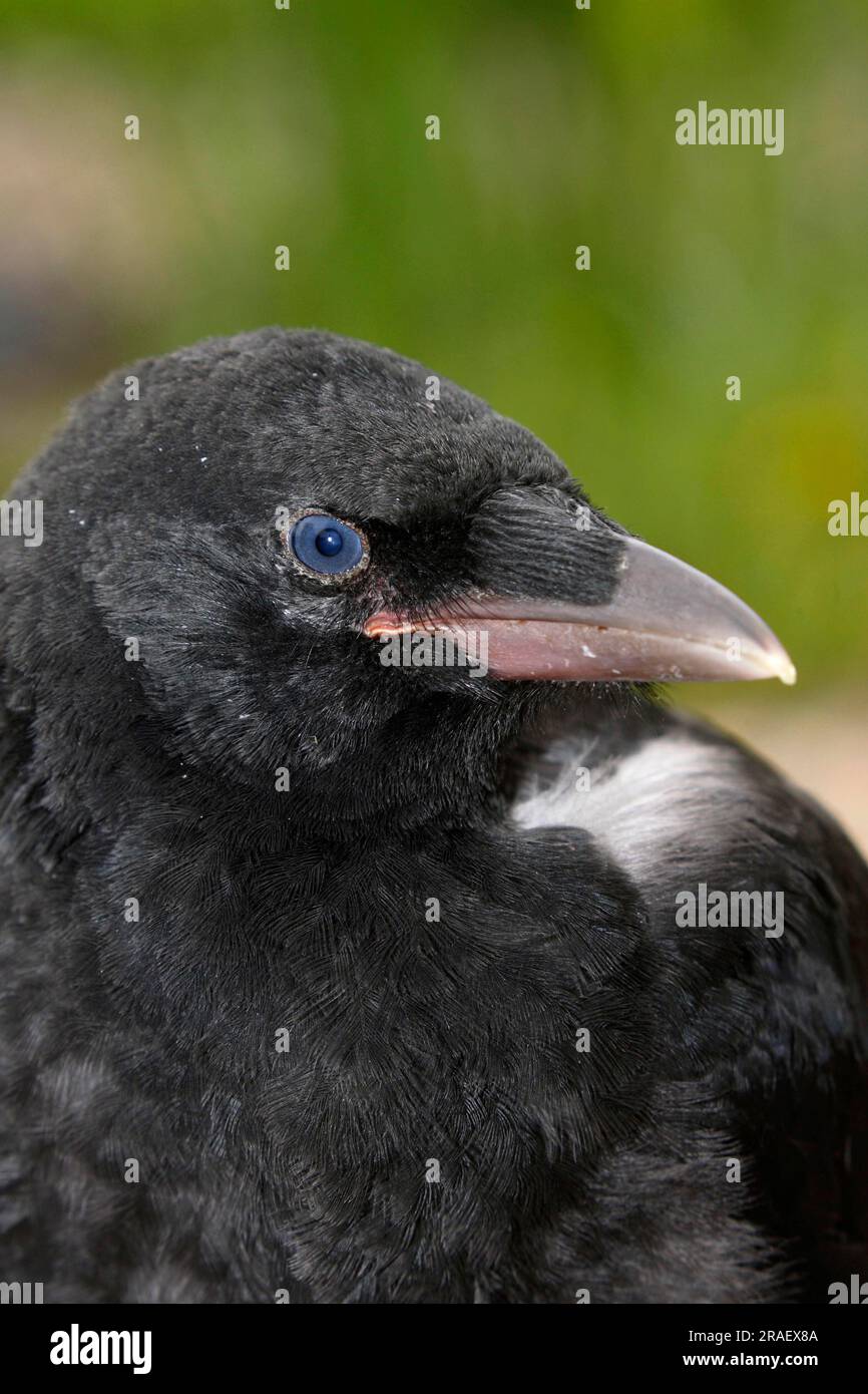 Carrion crow (Corvus corone corone), fledged Stock Photo - Alamy