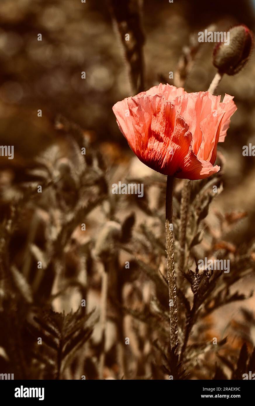 Peach oriental poppy flower on a golden background Stock Photo - Alamy
