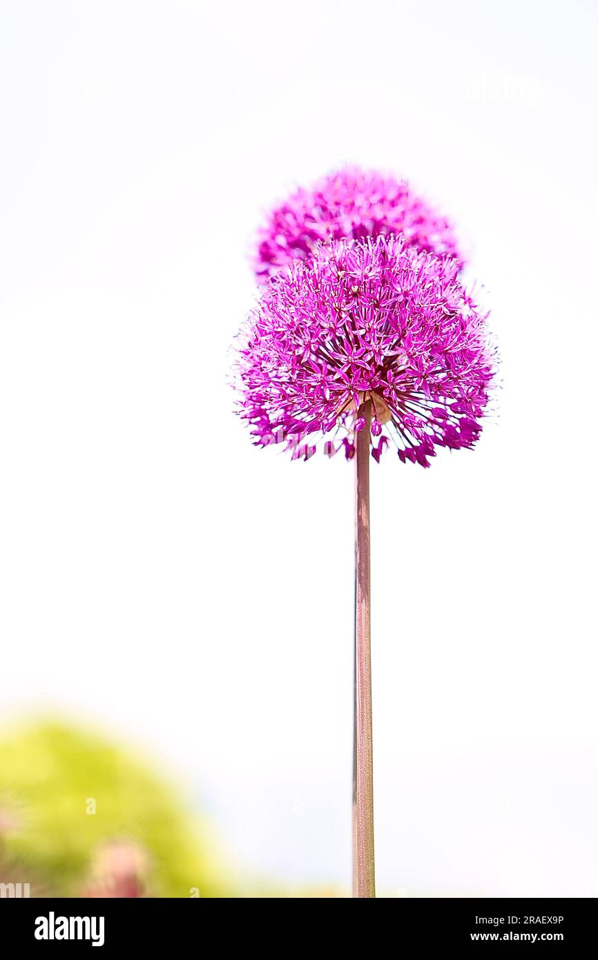 Allium flowers isolated on a white background Stock Photo - Alamy