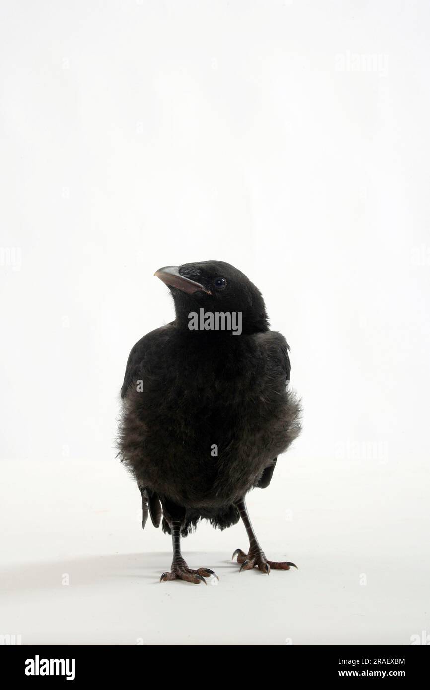 Fledgling crow hi-res stock photography and images - Alamy