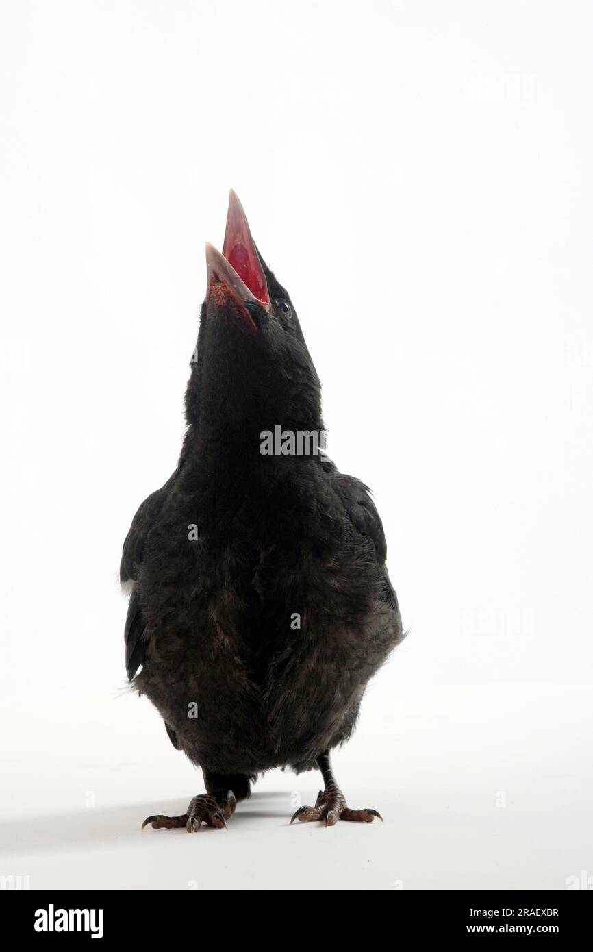 Carrion crow (Corvus corone corone), fledged Stock Photo - Alamy