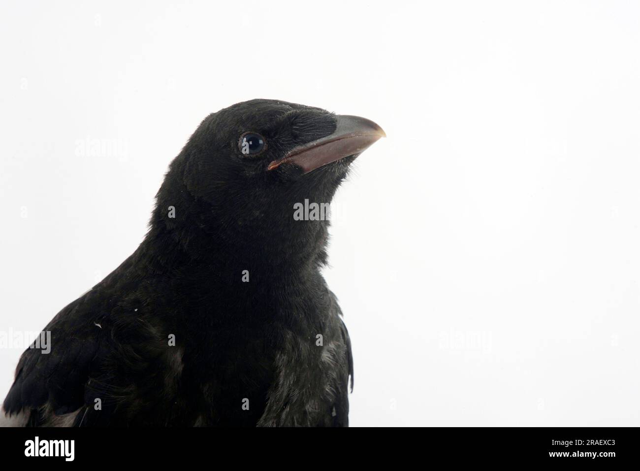 Carrion crow (Corvus corone corone), fledged Stock Photo - Alamy