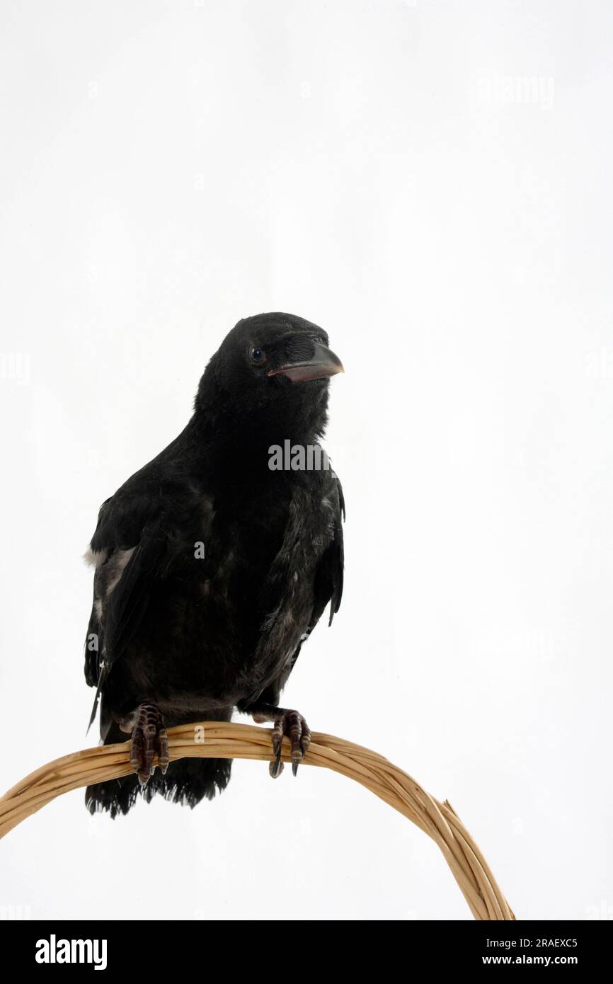 Fledgling crow hi-res stock photography and images - Alamy