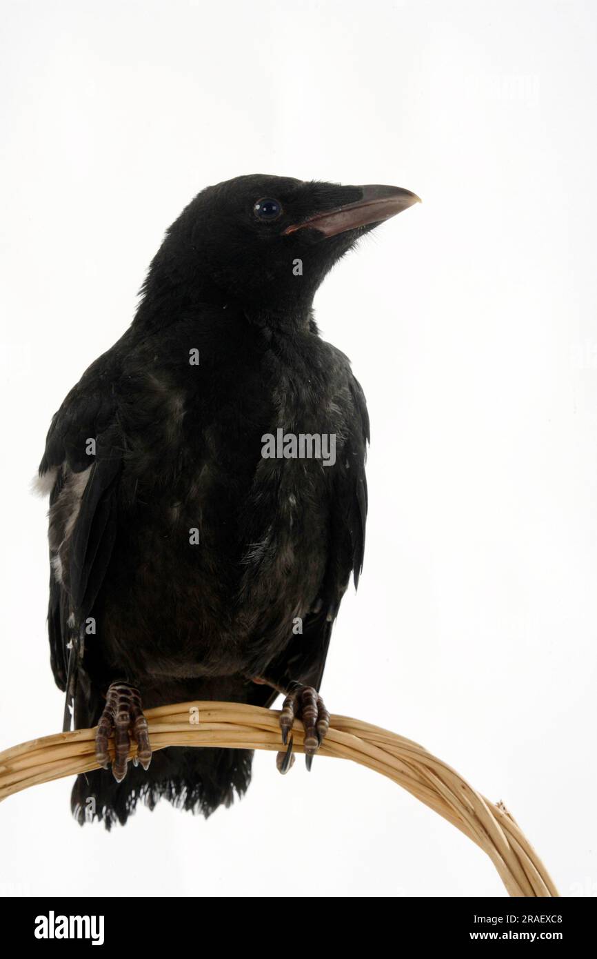 Carrion crow (Corvus corone corone), fledged Stock Photo - Alamy