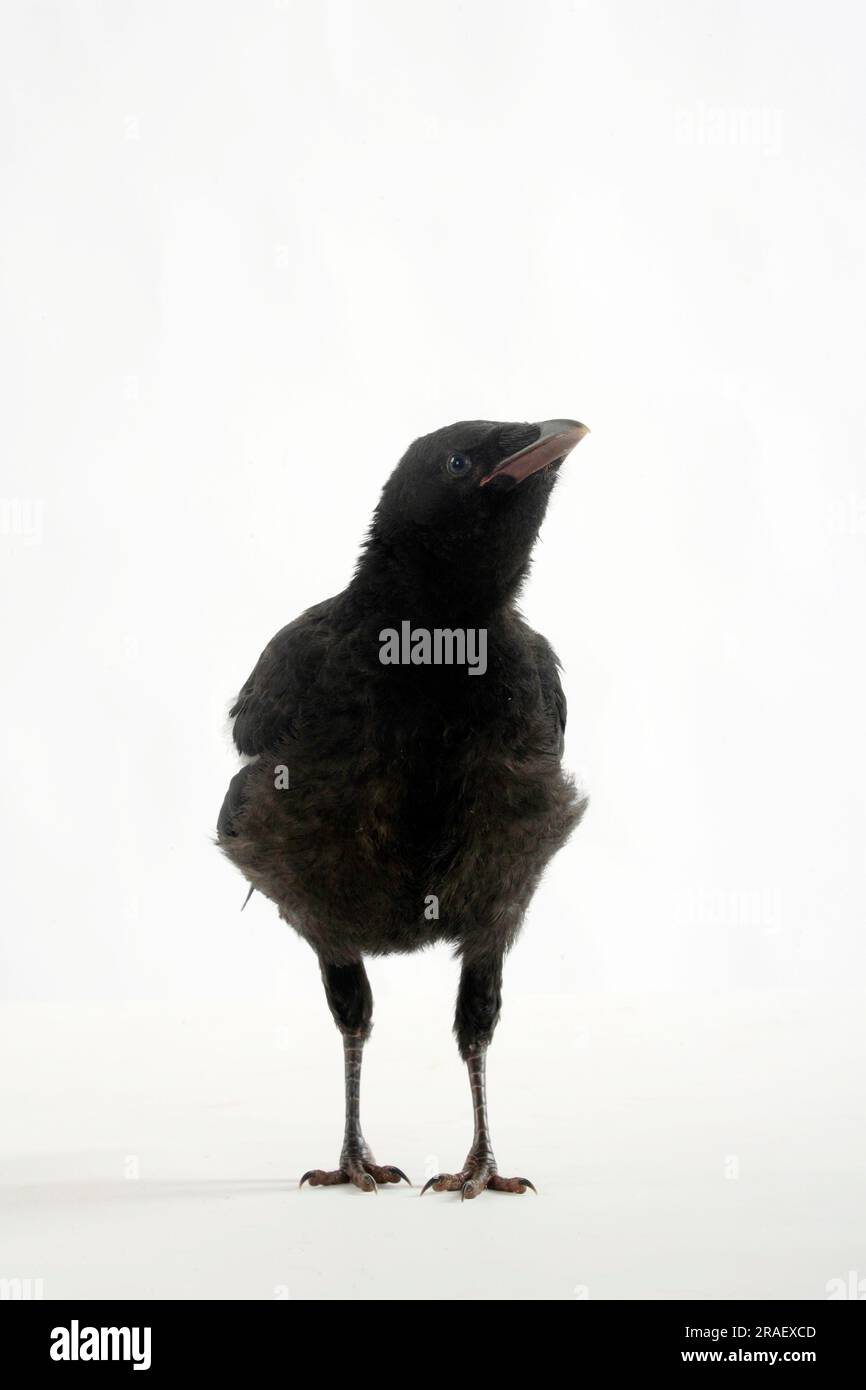 Passerine fledgeling hi-res stock photography and images - Alamy