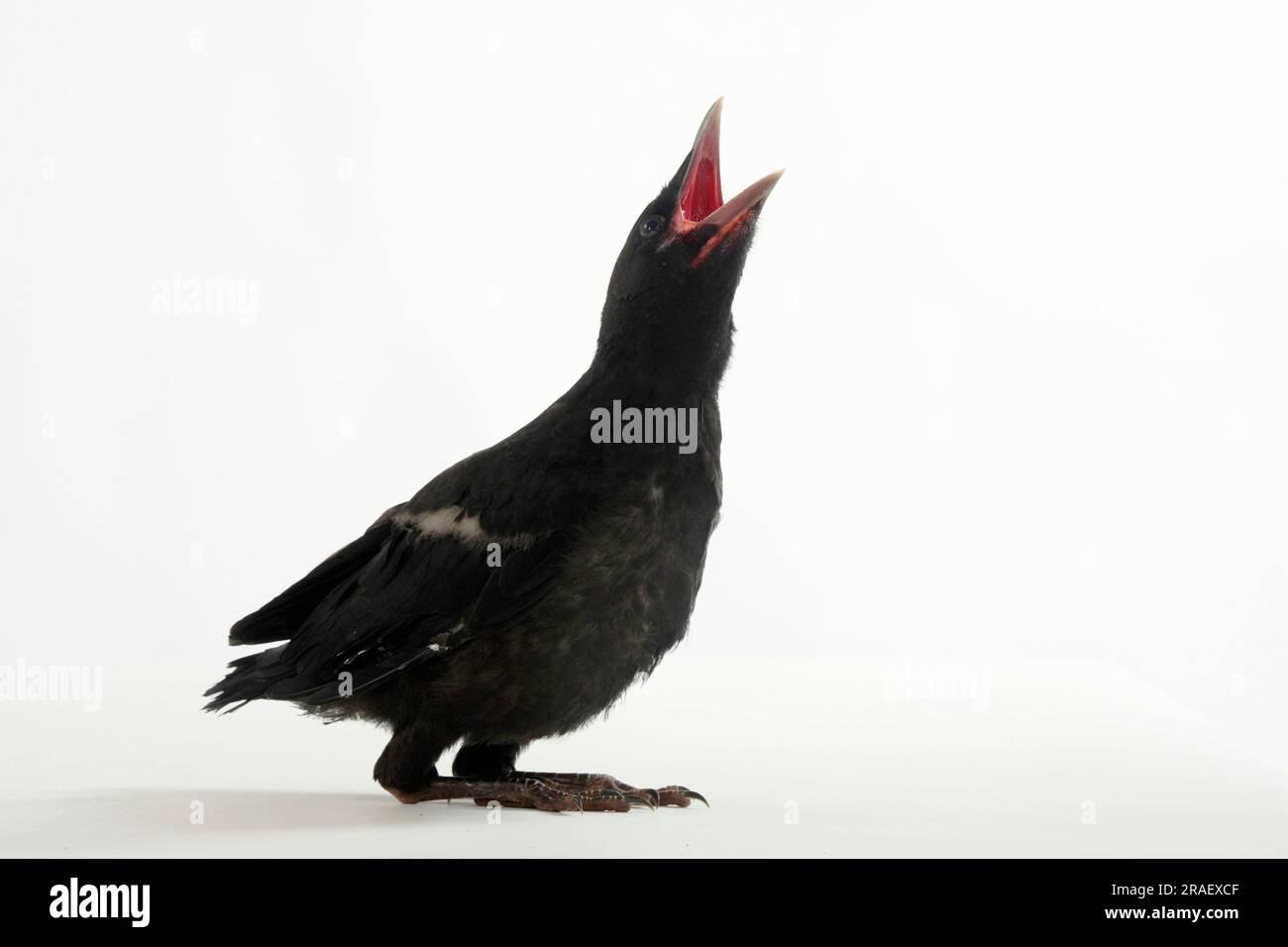 Carrion crow (Corvus corone corone), fledged Stock Photo - Alamy