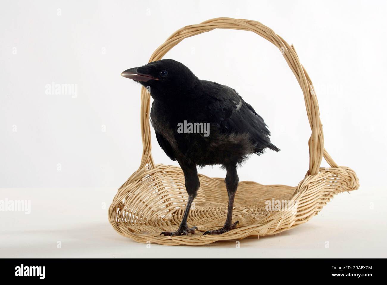 Passerine fledgeling hi-res stock photography and images - Alamy