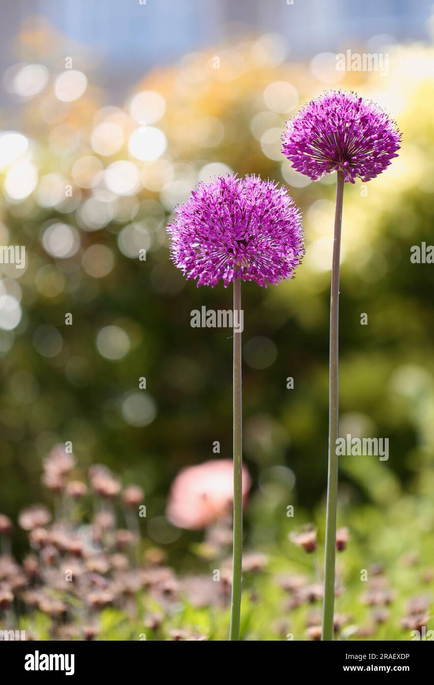 Allium flowers isolated on a background of green foliage Stock Photo ...