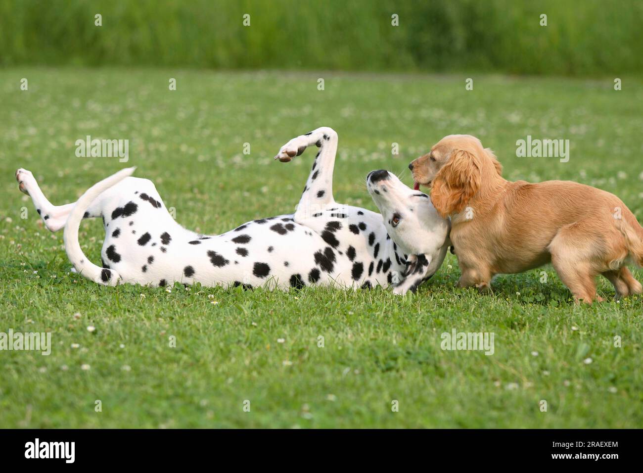 Dalmatian and English Cocker Spaniel, 5 months, English Cocker Spaniel ...