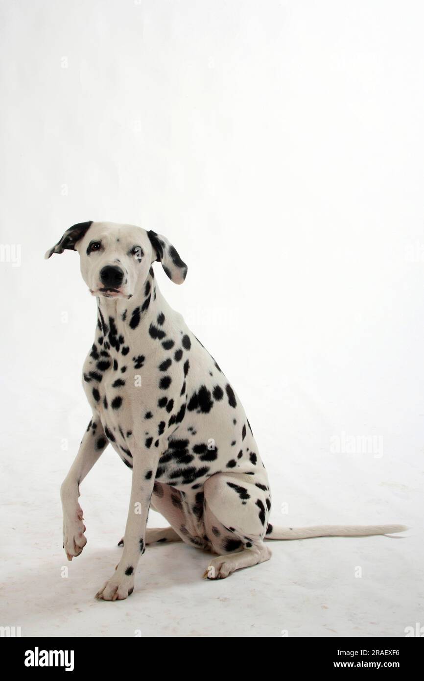 Dalmatian, paw raised Stock Photo - Alamy