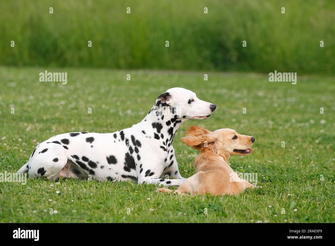 Dalmatian and English Cocker Spaniel, 5 months, English Cocker Spaniel ...