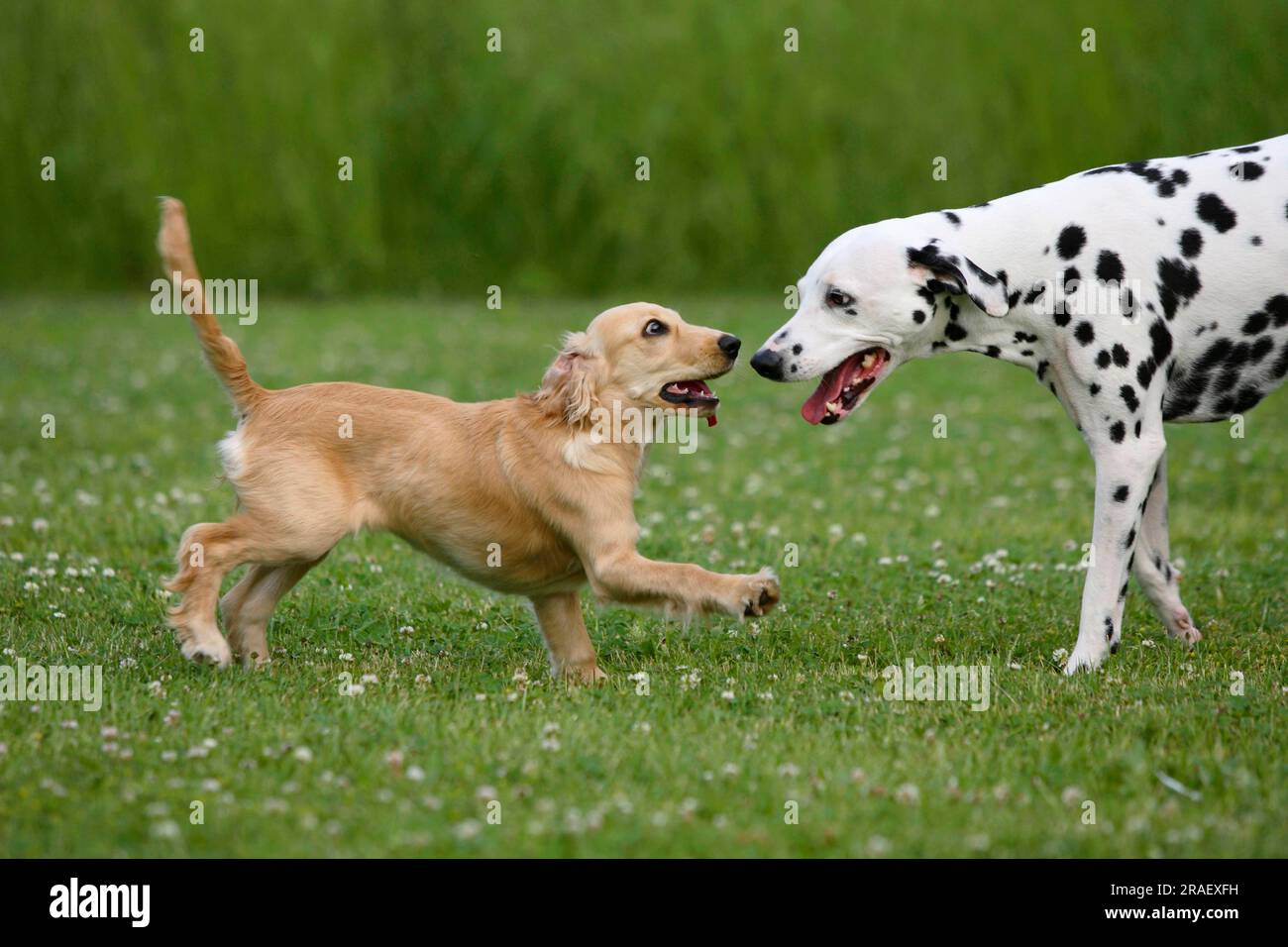 Dalmatian and English Cocker Spaniel, 5 months, English Cocker Spaniel ...