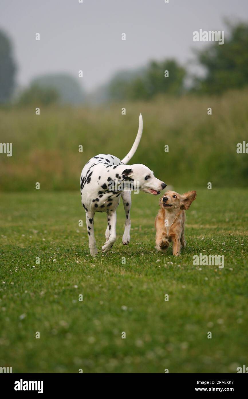 Dalmatian and English Cocker Spaniel, 5 months, English Cocker Spaniel ...