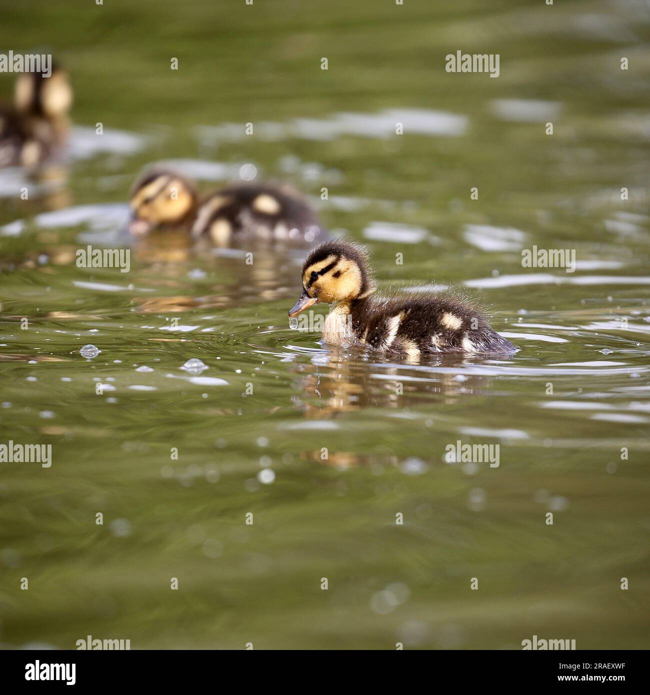 Ducklings in summer hi-res stock photography and images - Alamy