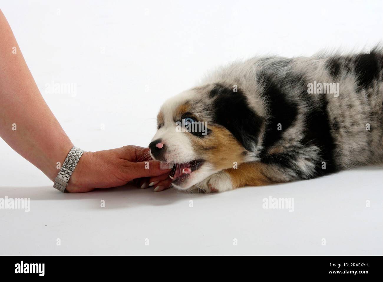 Australian Shepherd, puppy, 7 weeks, bites finger Stock Photo - Alamy