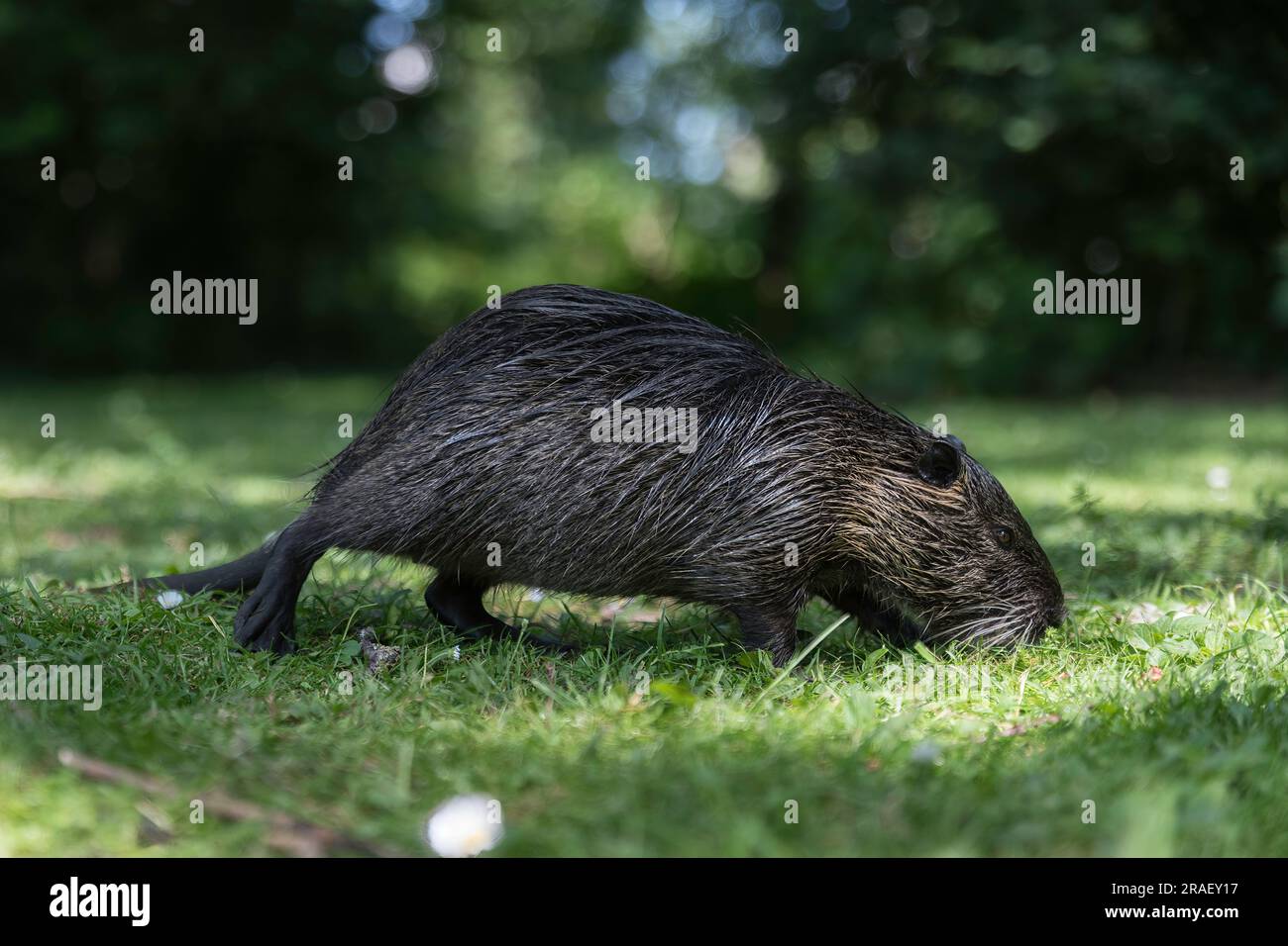 Myocaster hi-res stock photography and images - Alamy