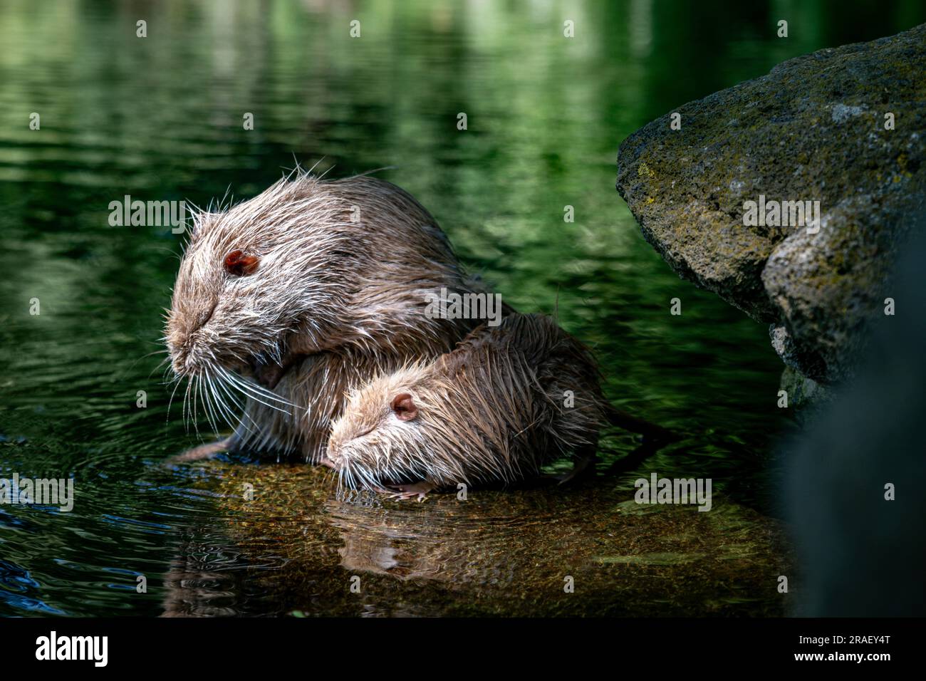 a female animal looking like a beaver but it is a coyou in germany in ...