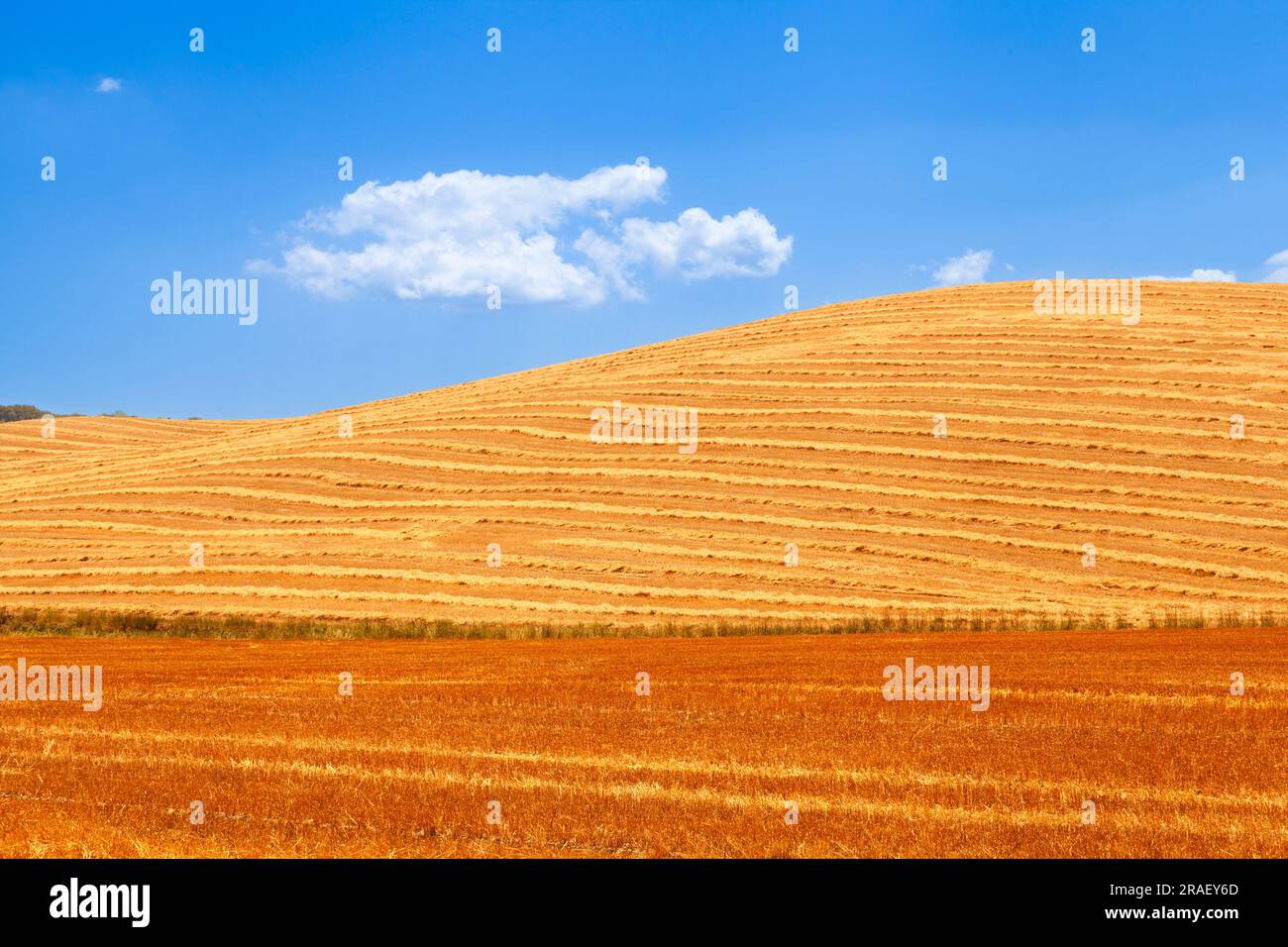 Idyllic summer scene: vast plains and bountiful grain crops Stock Photo ...