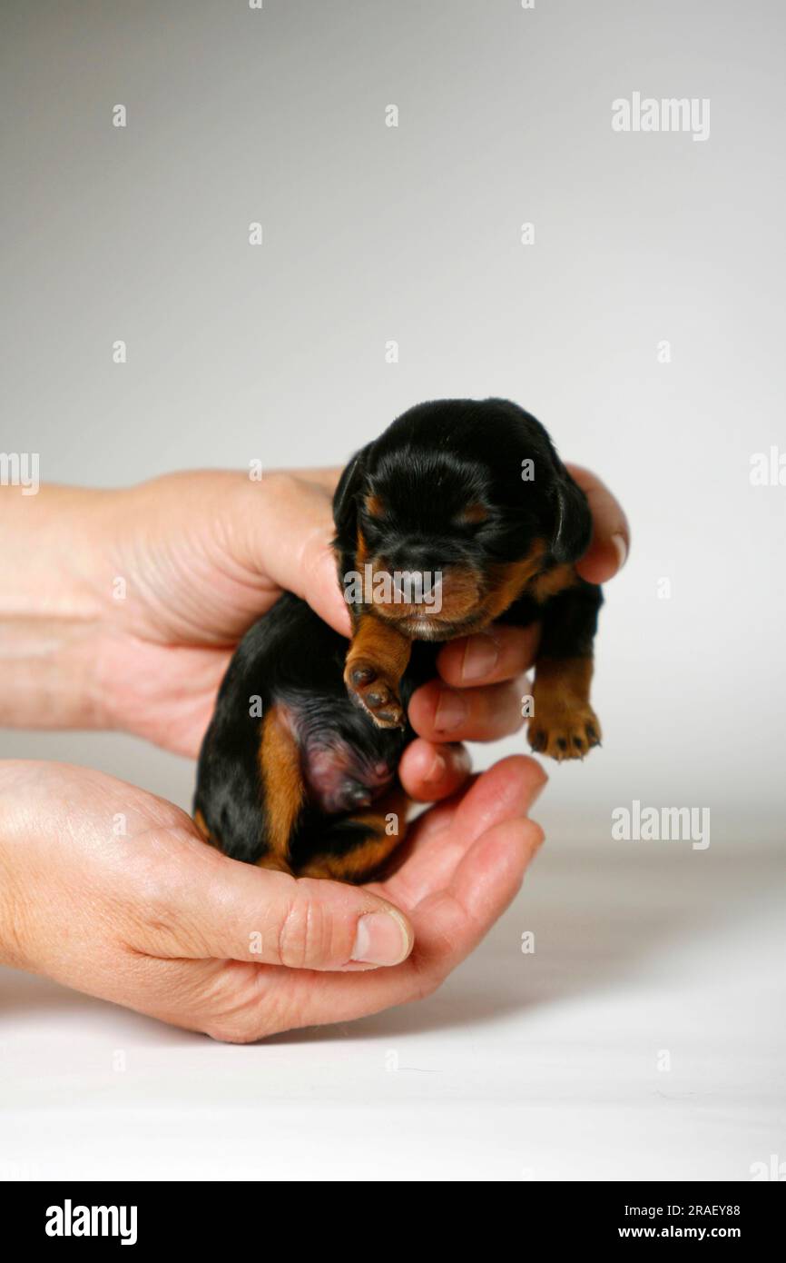 Cavalier King Charles Spaniel, puppy, black-and-tan, 3 days, hold ...