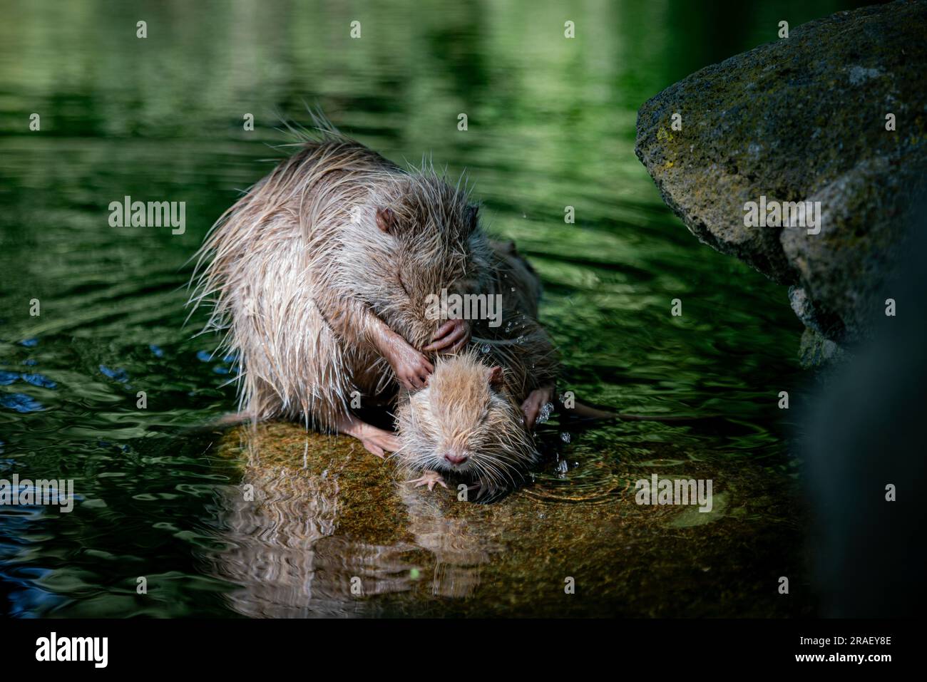 a female animal looking like a beaver but it is a coyou in germany in ...