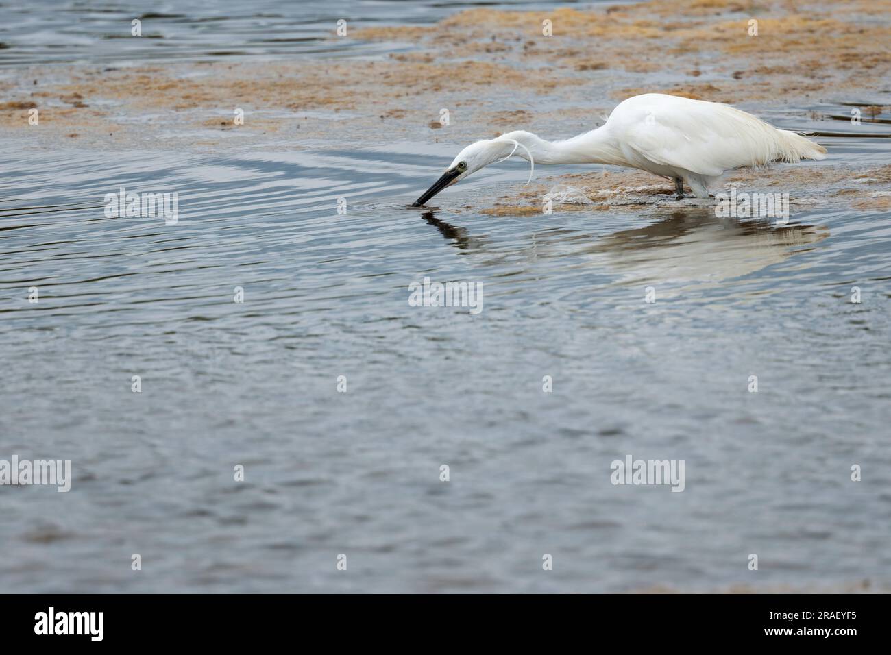 Little egret Egretta garzetta, pure white plumage long neck black ...