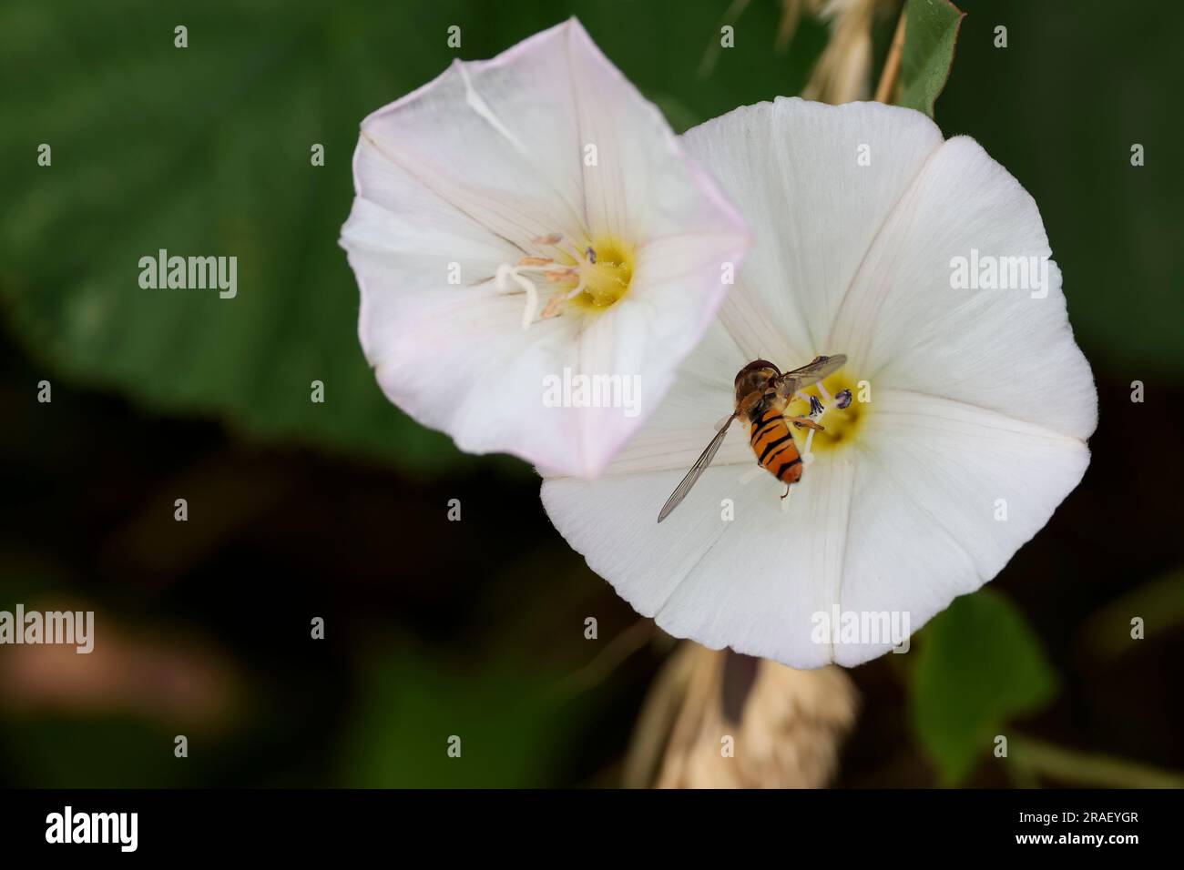 One pair broad wings hi-res stock photography and images - Alamy