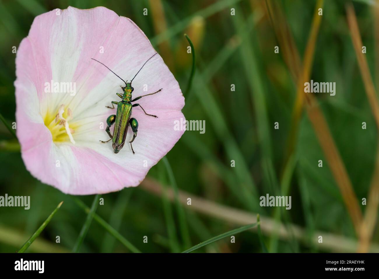 Oedemera nobilis on sea bindweed hi-res stock photography and images ...