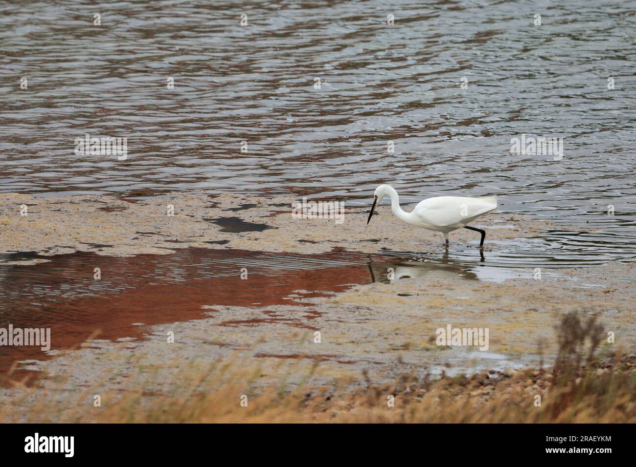 Little egret Egretta garzetta, pure white plumage long neck black ...