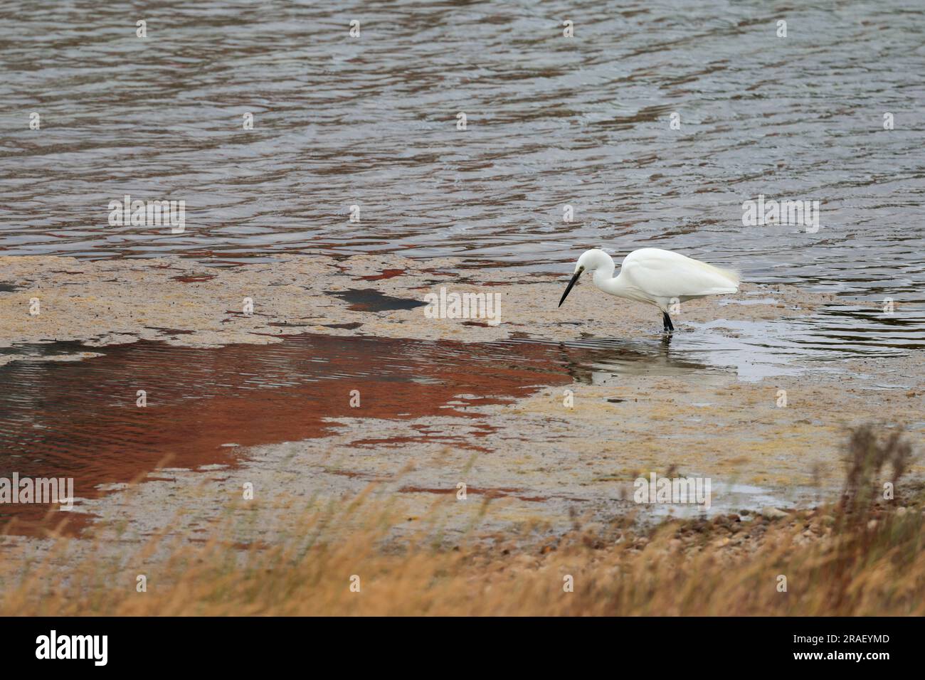 Little egret Egretta garzetta, pure white plumage long neck black ...