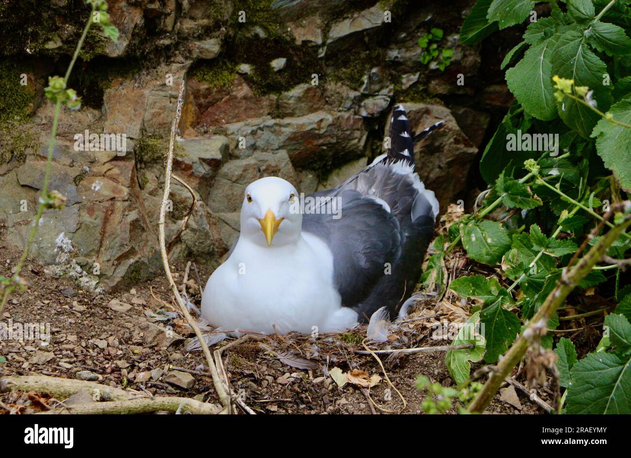 Western gull Larus occidentalis nesting on Alcatraz Island San ...