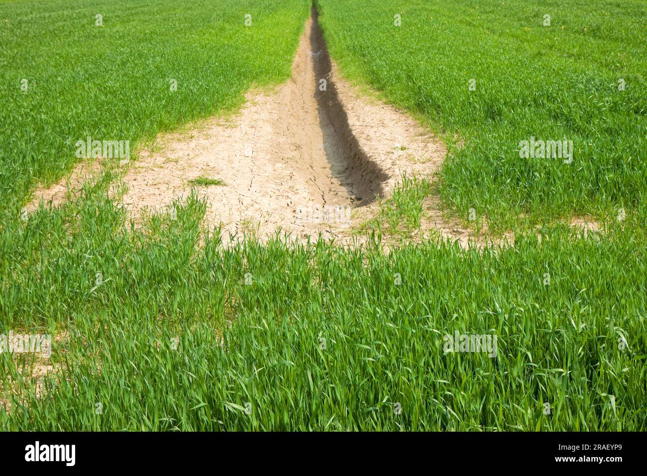 Unproductive soil hi-res stock photography and images - Alamy