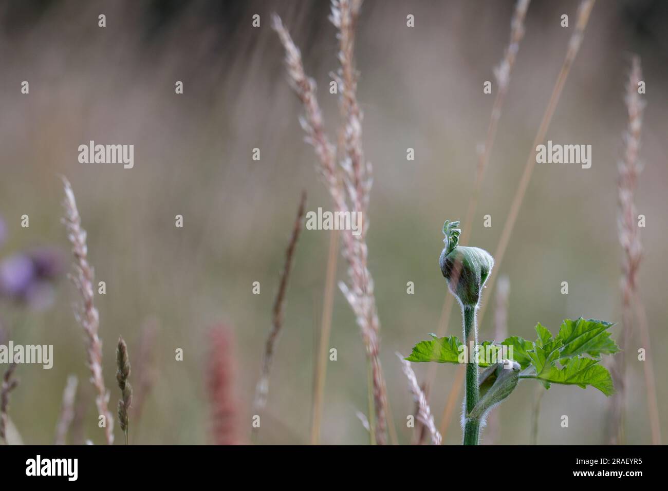 Summer wild plants grasses and thistle random backdrop scenes colours ...