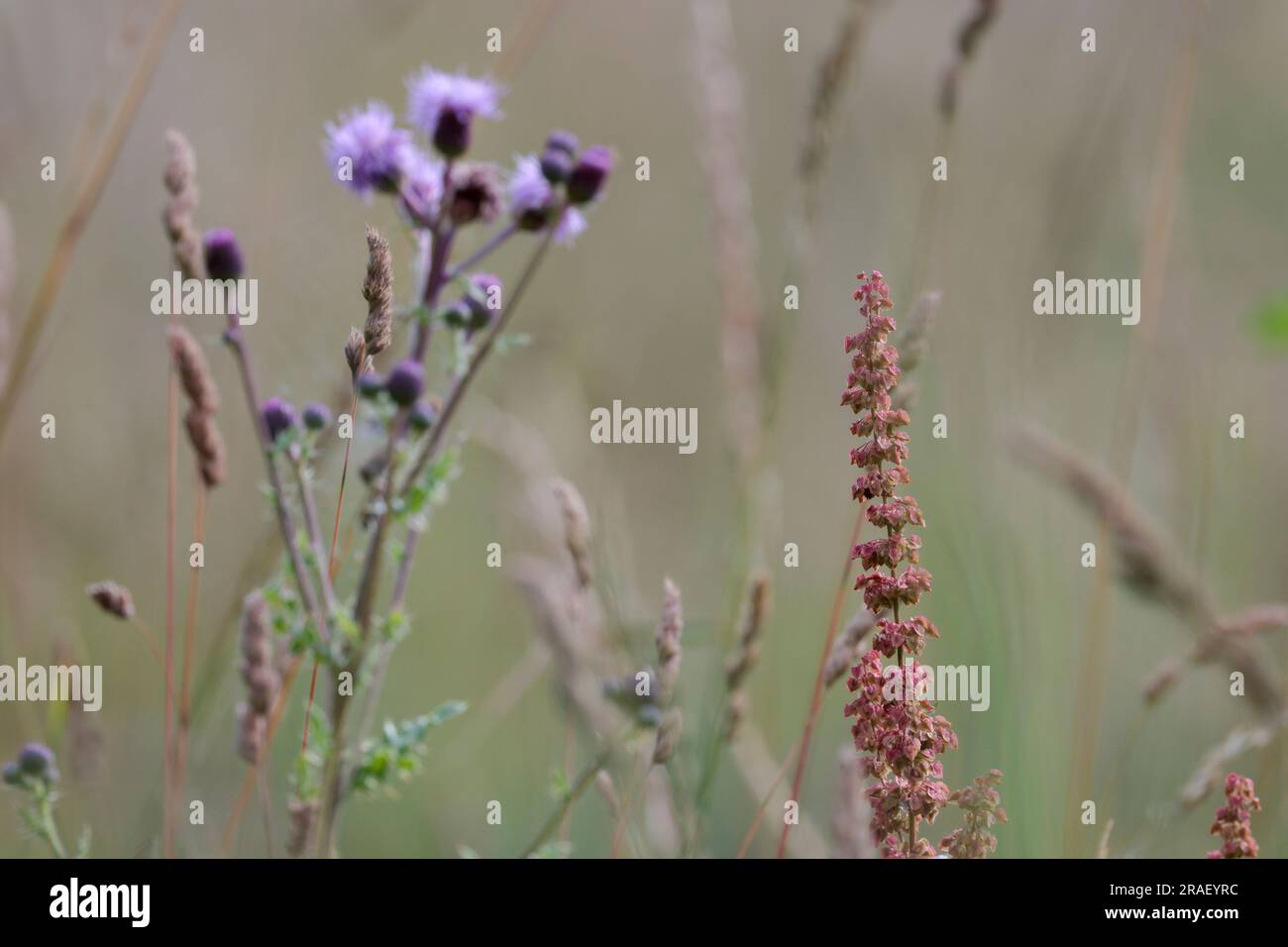 Summer wild plants grasses and thistle random backdrop scenes colours ...