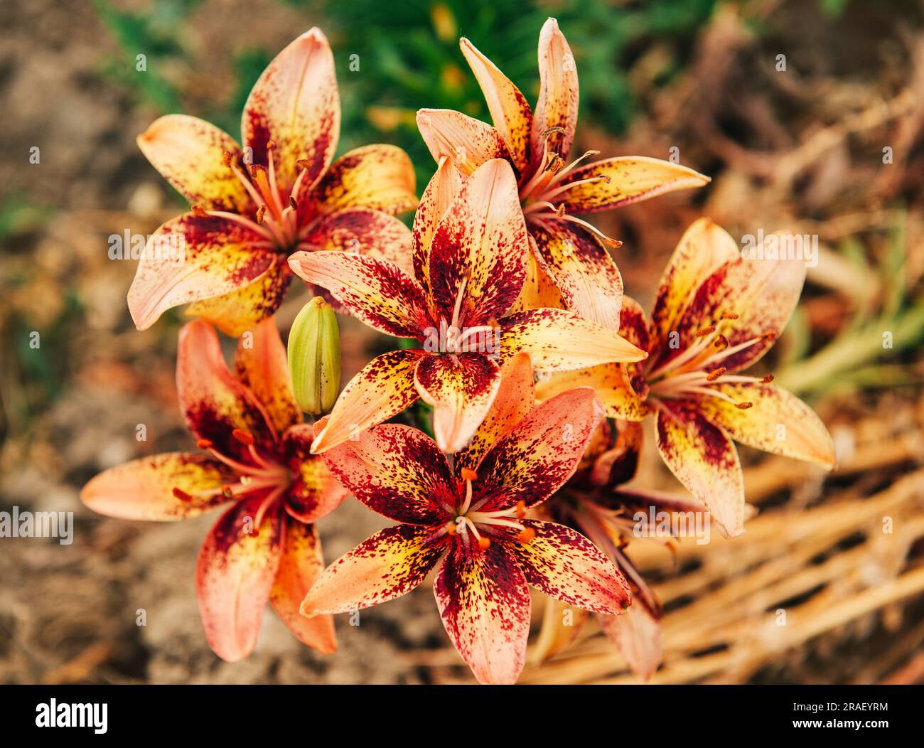 Lilium sunny morning hi-res stock photography and images - Alamy