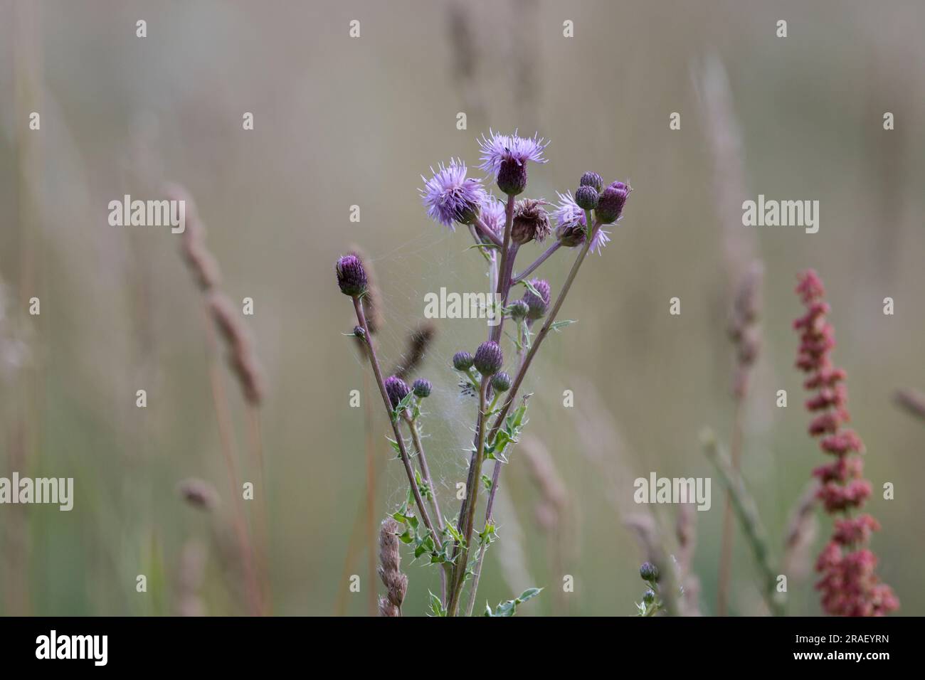 Summer wild plants grasses and thistle random backdrop scenes colours ...