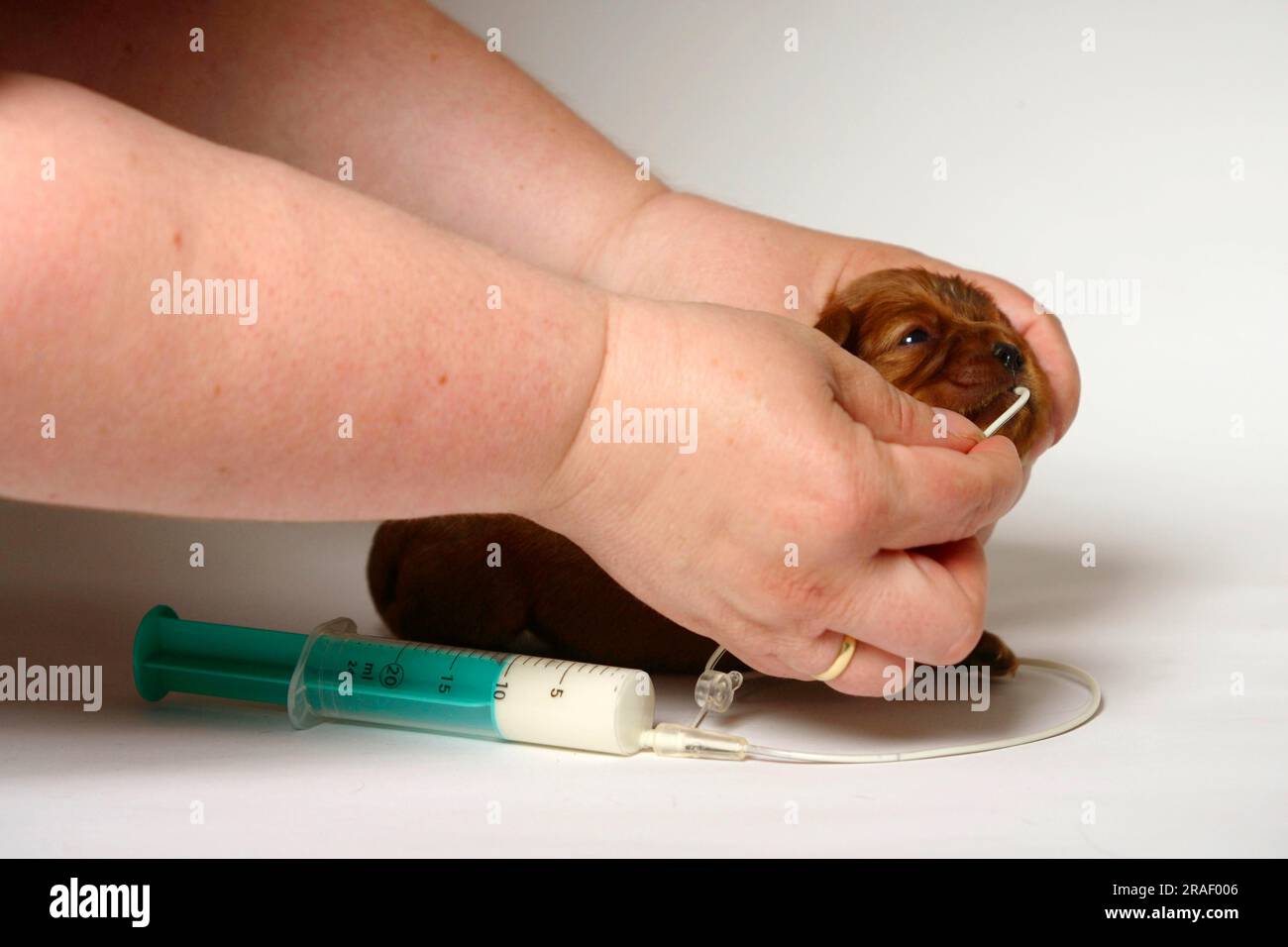 Cavalier King Charles Spaniel, puppy, ruby, 13 days, fed via stomach ...