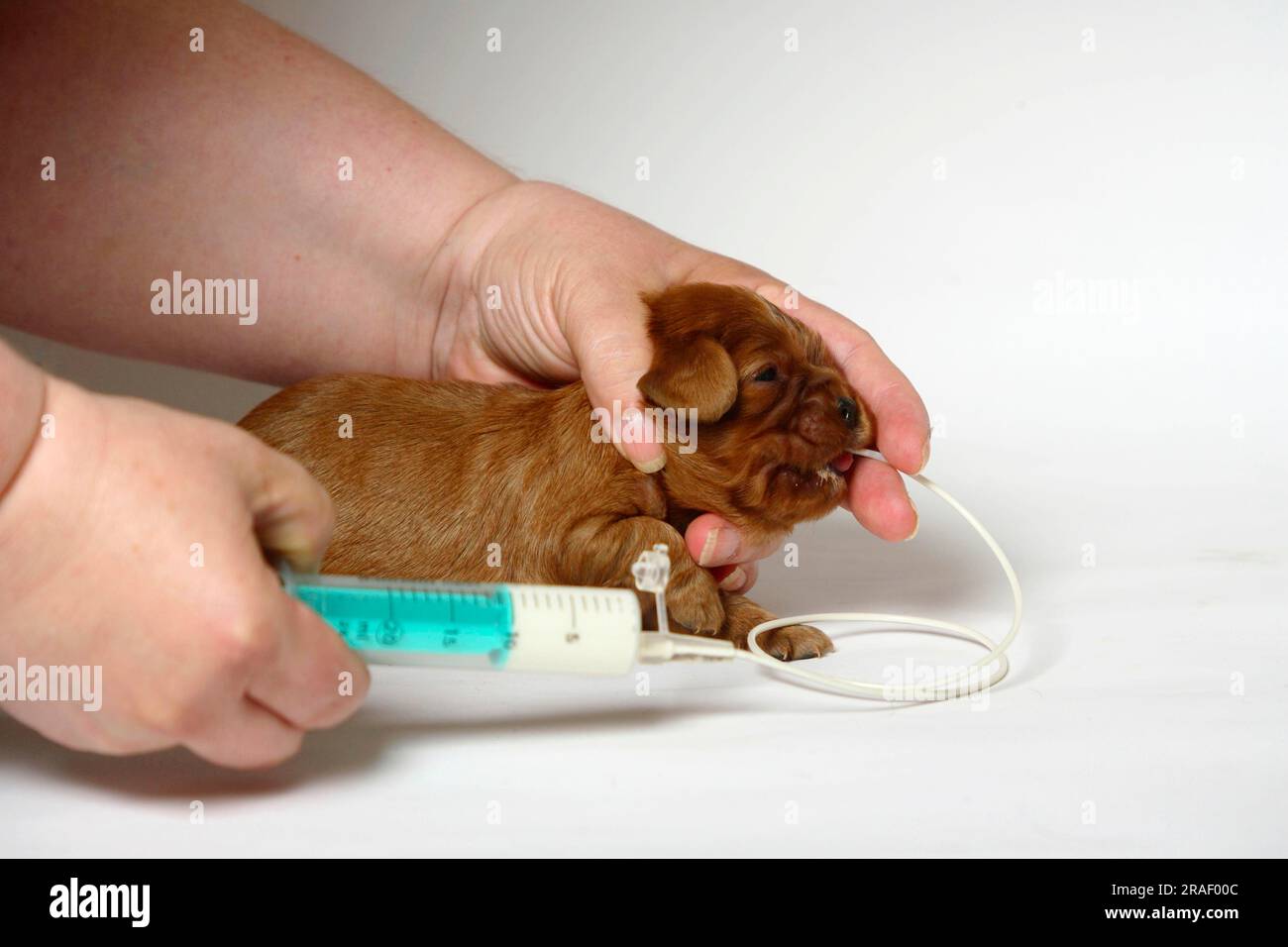 Cavalier King Charles Spaniel, puppy, ruby, 13 days, fed via stomach ...