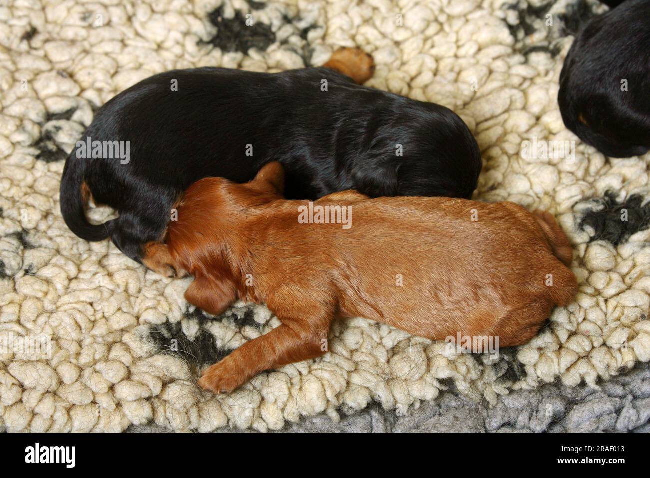 Cavalier King Charles Spaniel, puppies, black-and-tan and ruby, 8 days ...